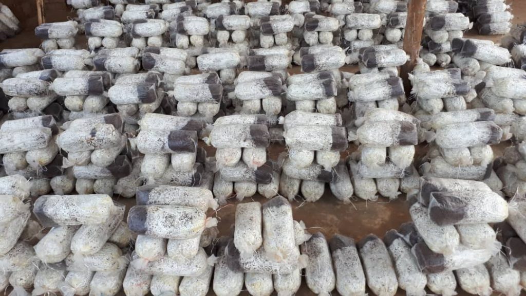 Juncao Grass in Rwanda: Philemon Farm Is Changing The Face of ...