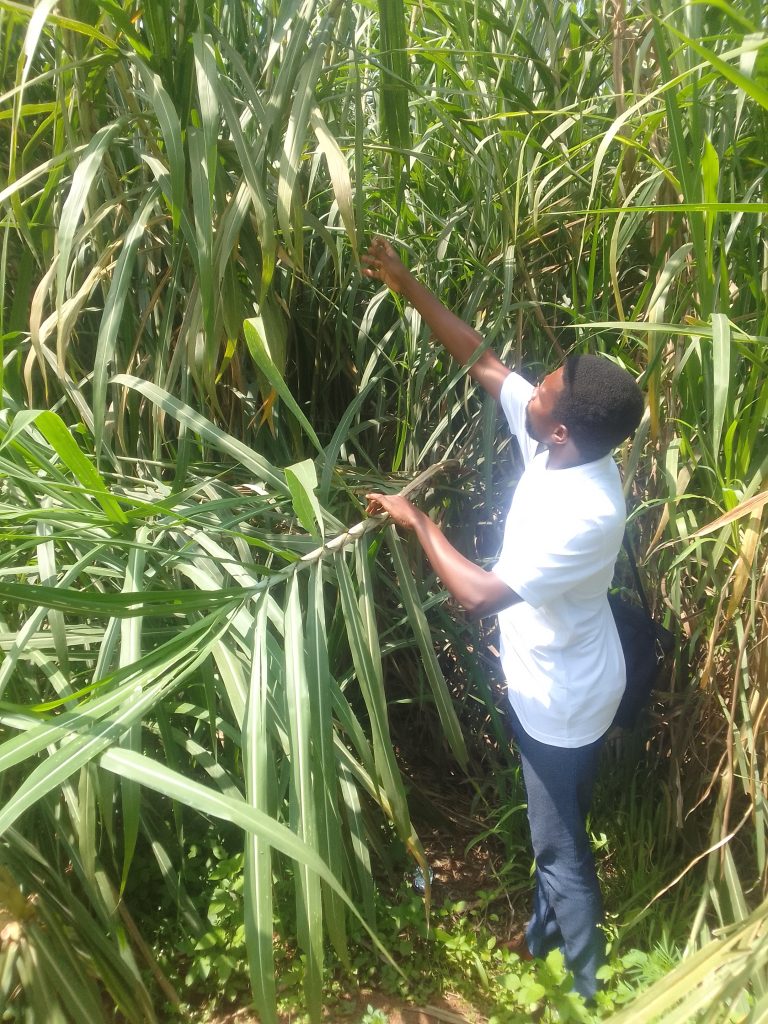 Juncao Grass Technology - A Chinese Innovation Thriving in Rwanda ...