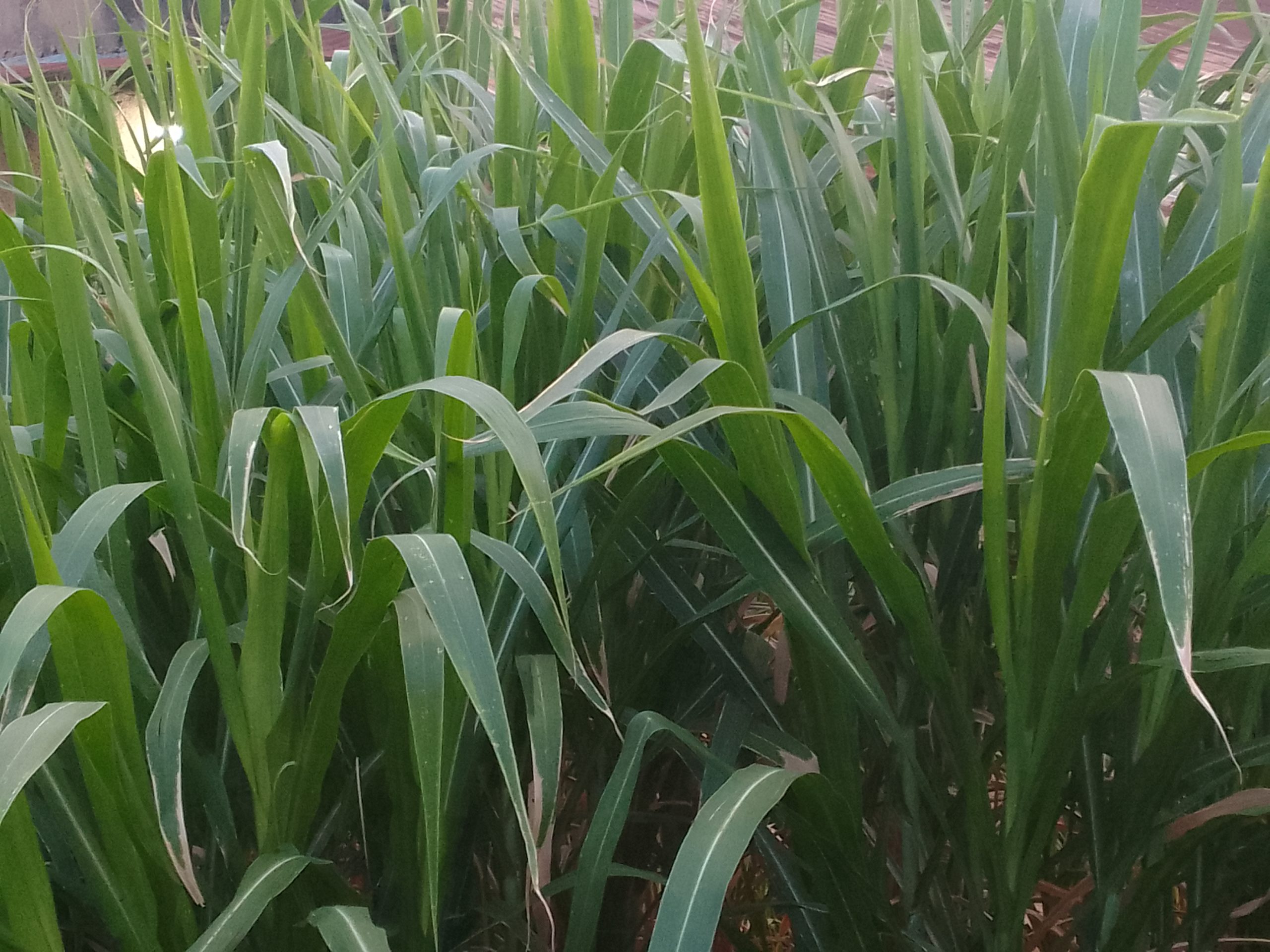 Juncao Grass Technology and Soil Restoration In Rwanda | A Path to a ...