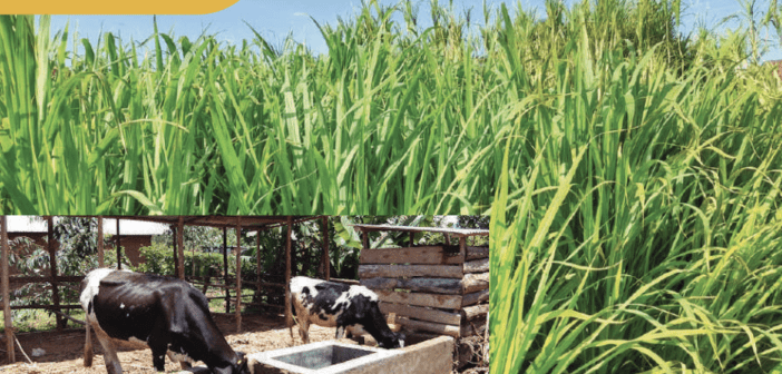 Juncao Grass in Rwanda: Philemon Farm Is Changing The Face of ...