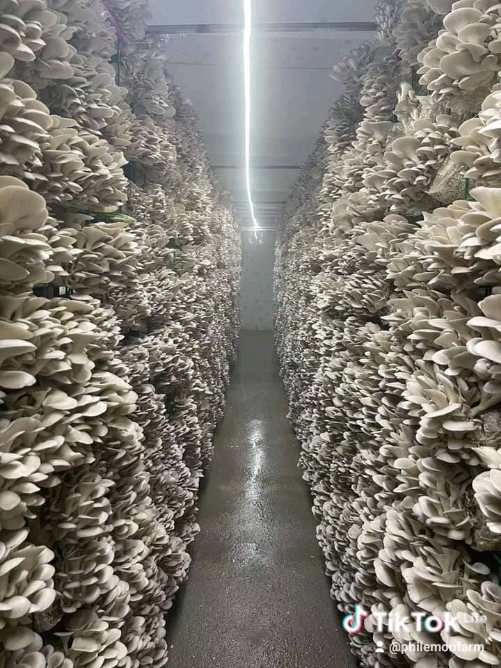 Juncao Grass in Rwanda: Philemon Farm Is Changing The Face of ...