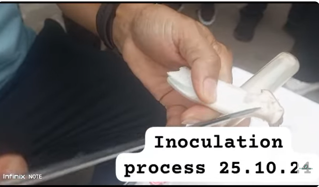 Mushroom Tissue Culture Training in China | PDA & Spawn Production ...