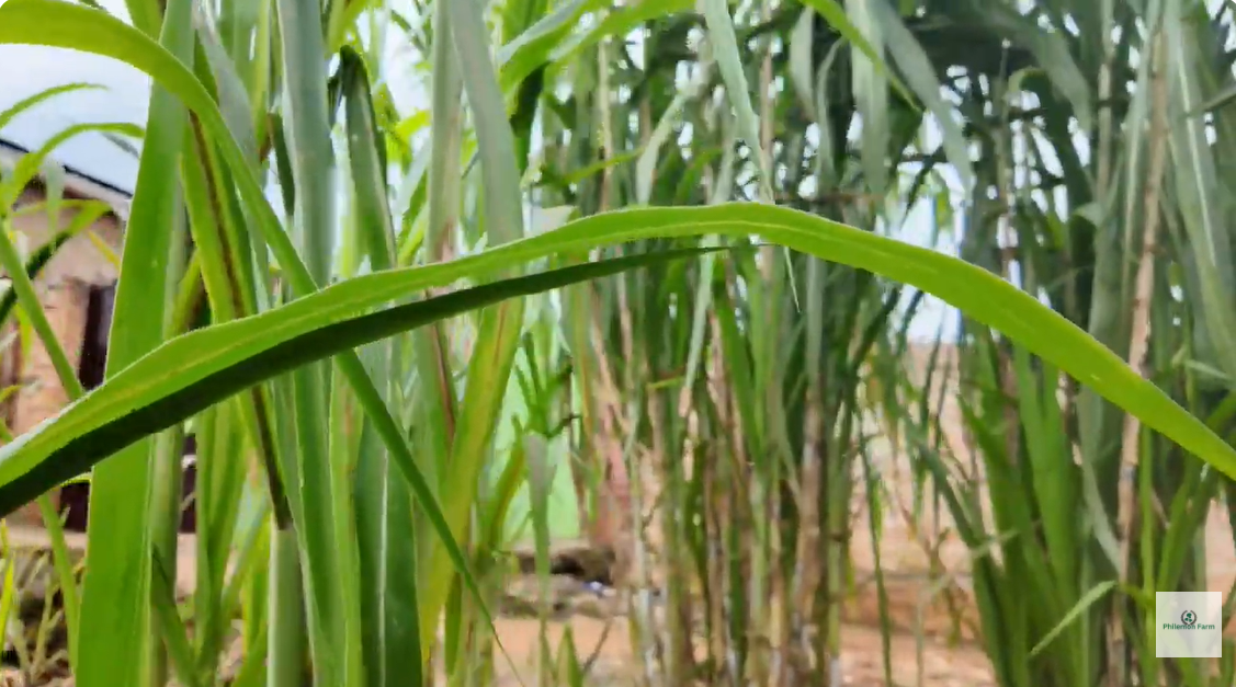 Juncao Grass Regrowth After Cutting for Mushroom Substrate | Juncao ...